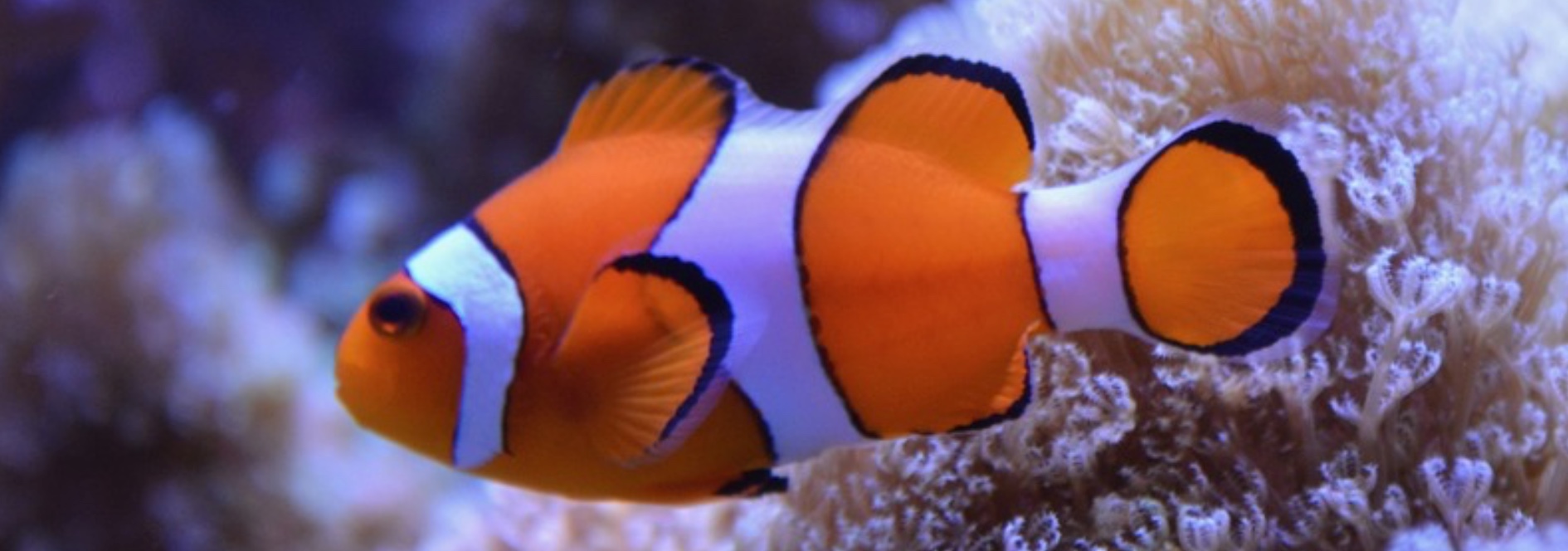 Jude 1: 25d — Something Fishy – Three Minute Bible