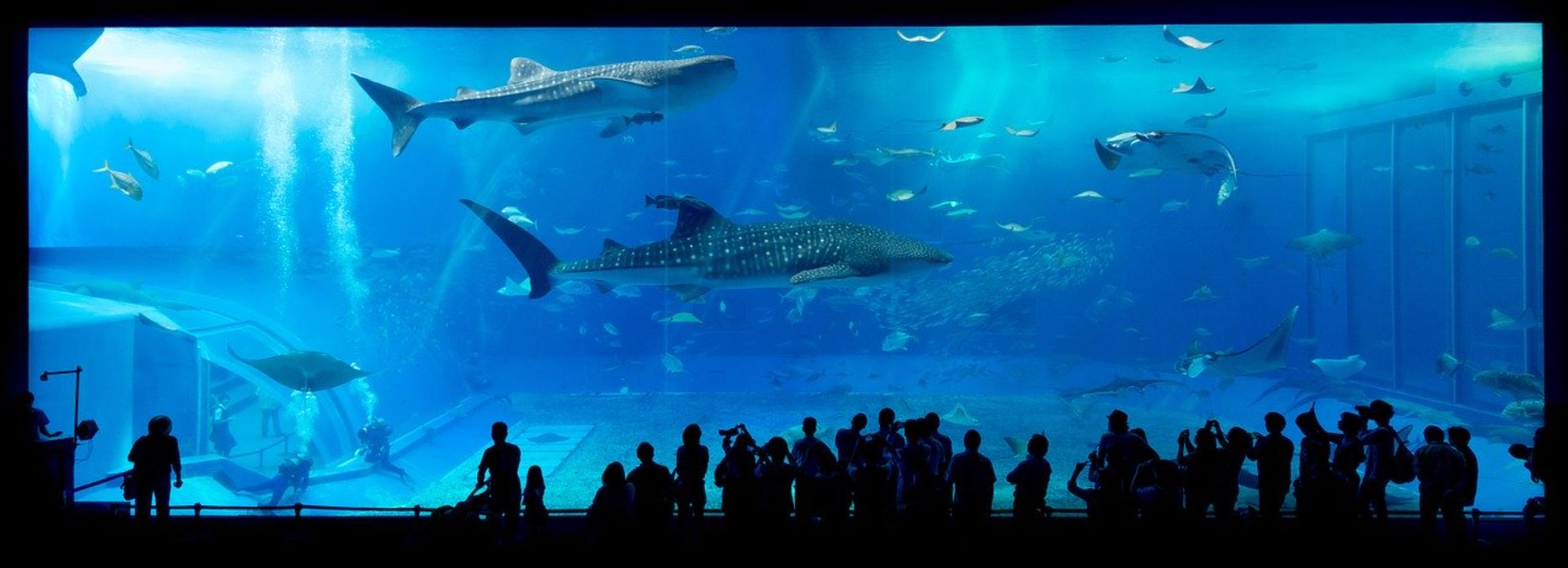 Jude 1: 25d — Something Fishy – Three Minute Bible