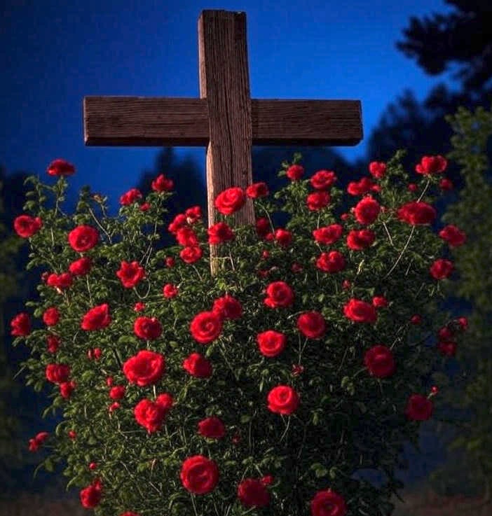 Philippians 2:9b – God’s Rose – Three Minute Bible